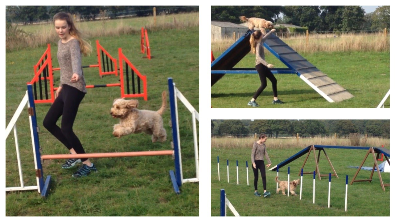 Cockapoo Dogs – Should You Get One? | How to Train Your Dog Yourself